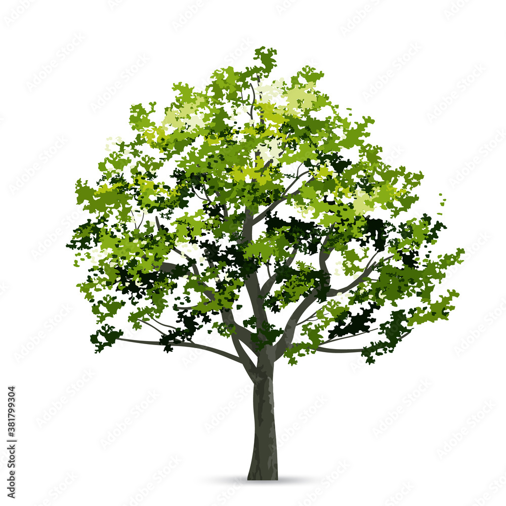 Tree isolated on white background. Use for landscape design ...