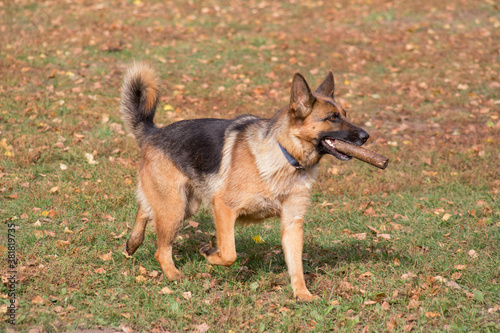 Are German Shepherd Tails Supposed To Be Curled