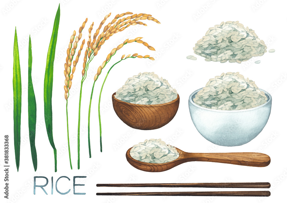 Watercolor rice collection isolated on white backround Stock ...