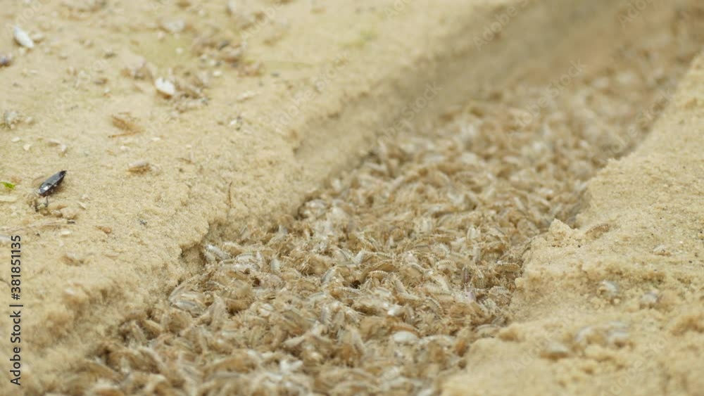 Scud Gammarus Is Amphipod Crustacean Genus in Family Gammaridae As ...