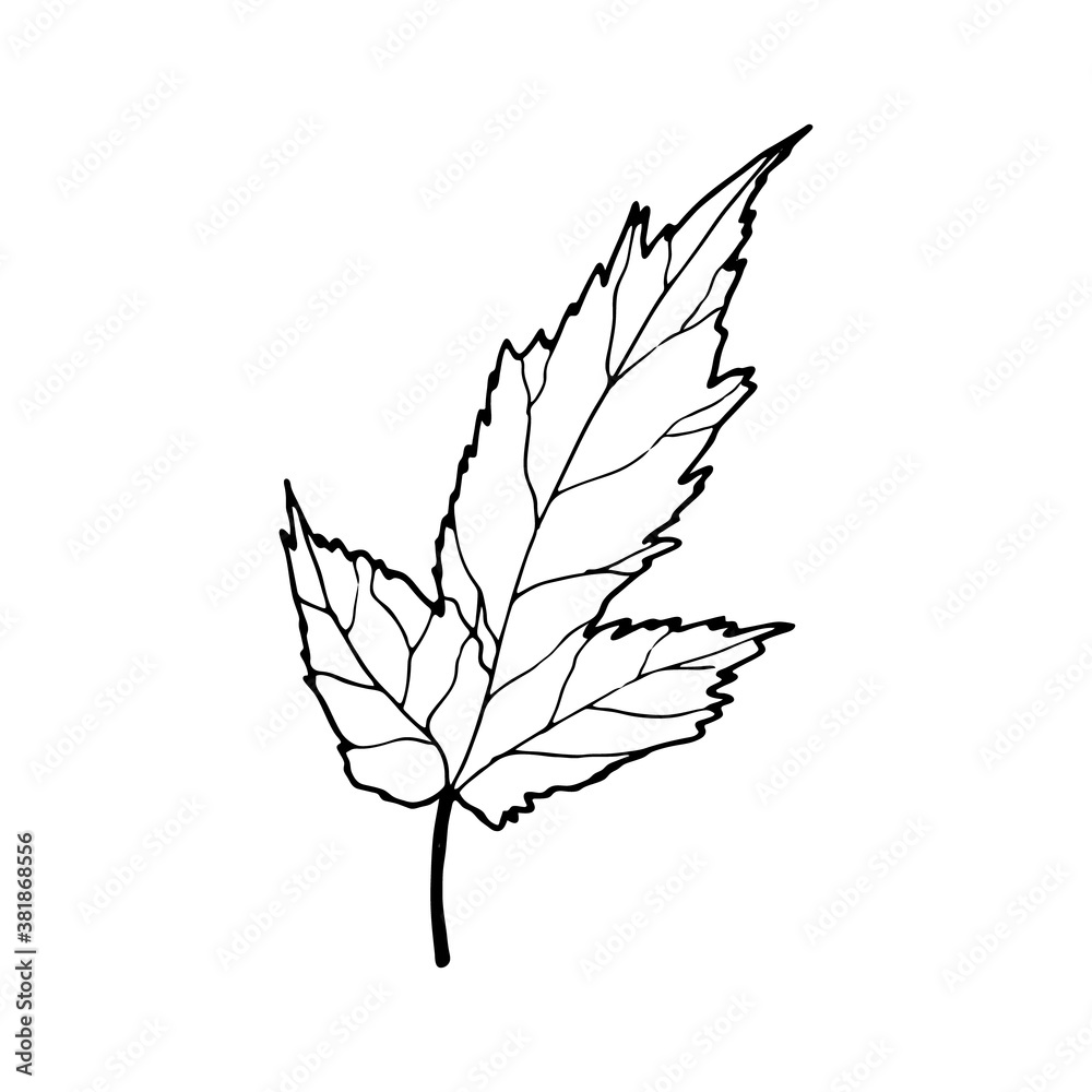 Vector contour amur maple leaf. Hand-drawn outline sketch illustration ...