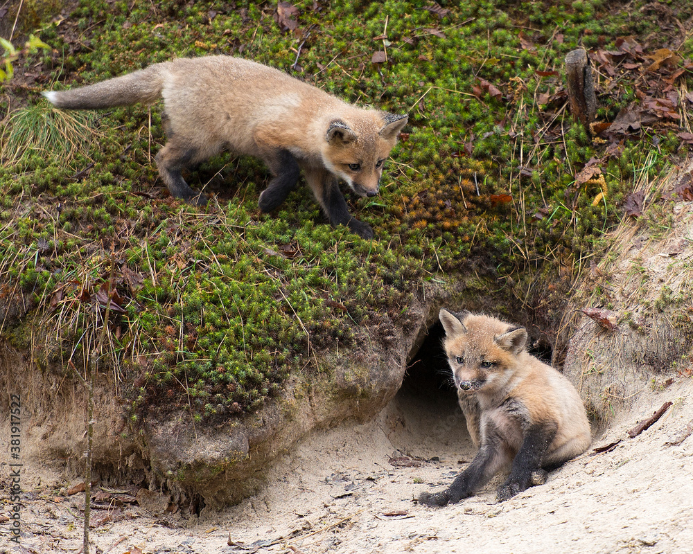 Red Fox Stock Photo. Baby foxes in forest by the den with moss ...