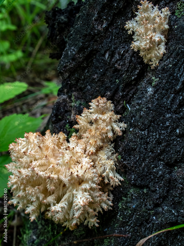 unusual tree mushroom with the Latin name Hericium coralloides ...