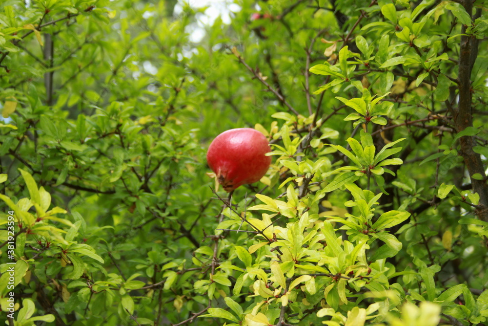 Grenadier et son fruit Stock Photo | Adobe Stock