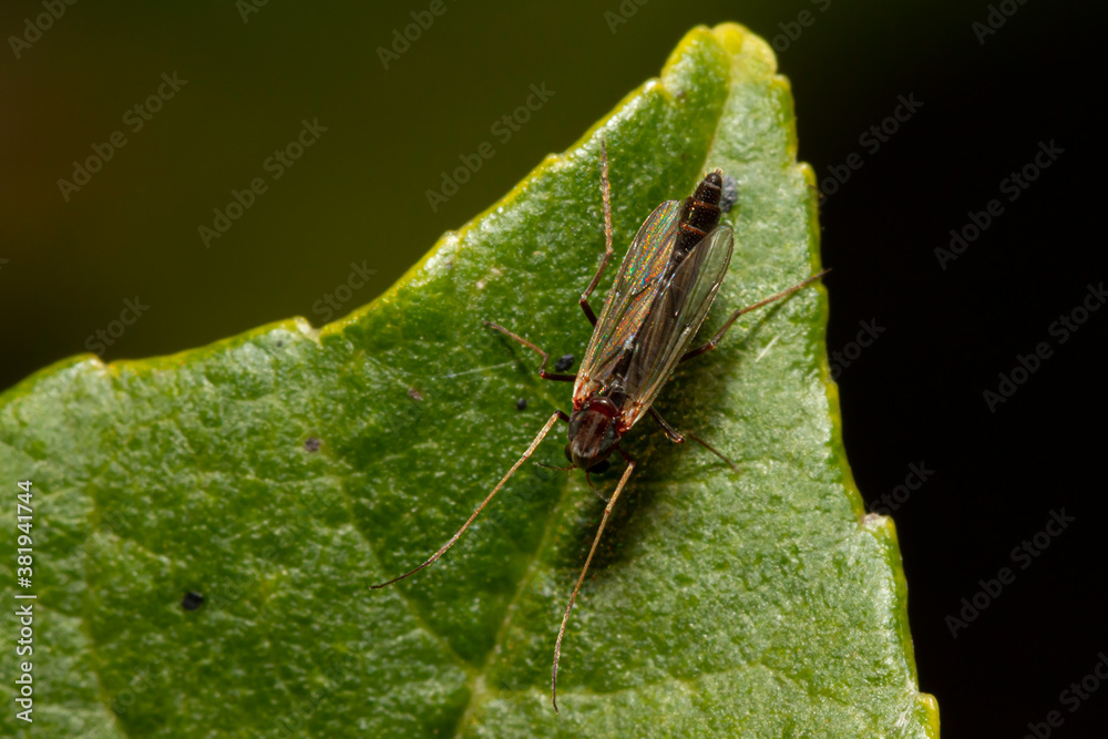 Aerial view of a stilt legged fly (member of Micropezidae) standing on ...