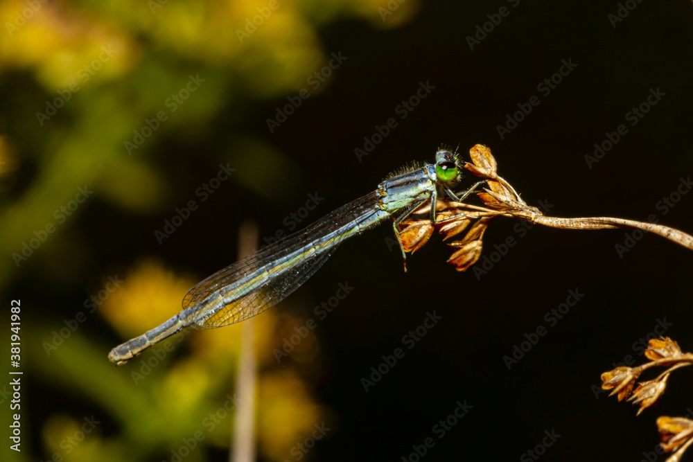 Close up isolated macro image of a Ischnura posita (fragile forktail) a ...