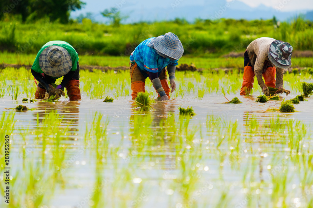 Farmers are planting rice in the farm.Farmers bend to grow rice ...
