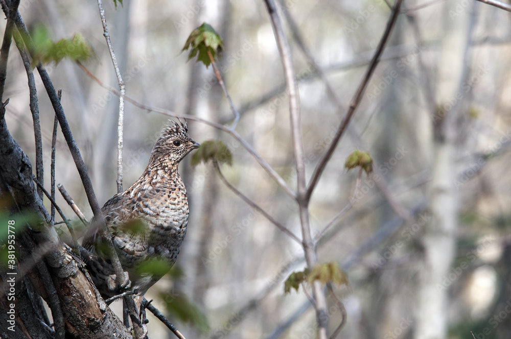 Partridge Stock Photos. close-up profile perched on a tree branch in ...