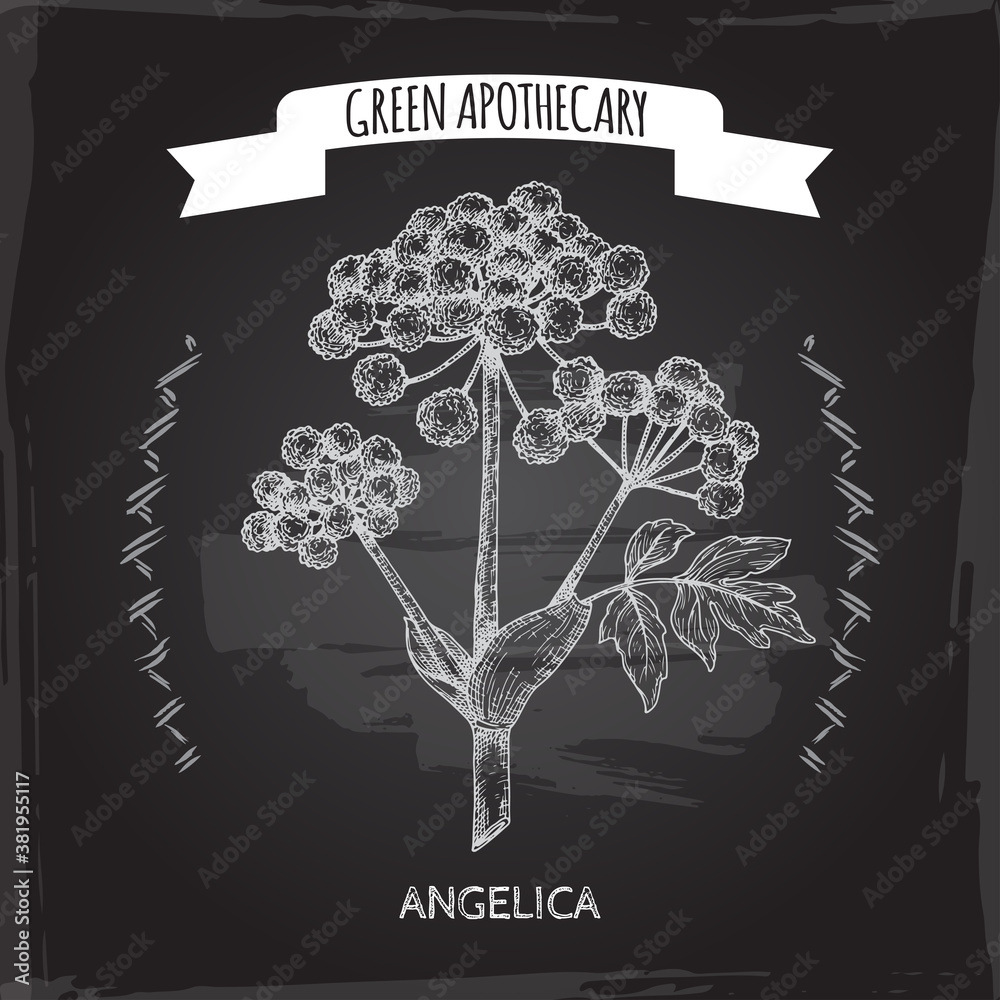 Angelica archangelica aka garden angelica sketch on black background ...