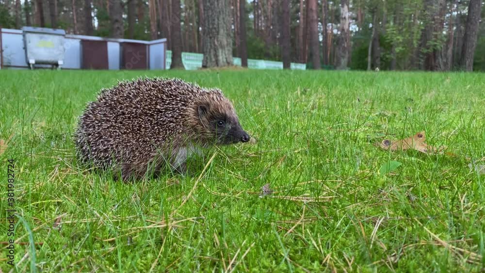 Close up little cute gray wild hedgehog running along the green grass ...
