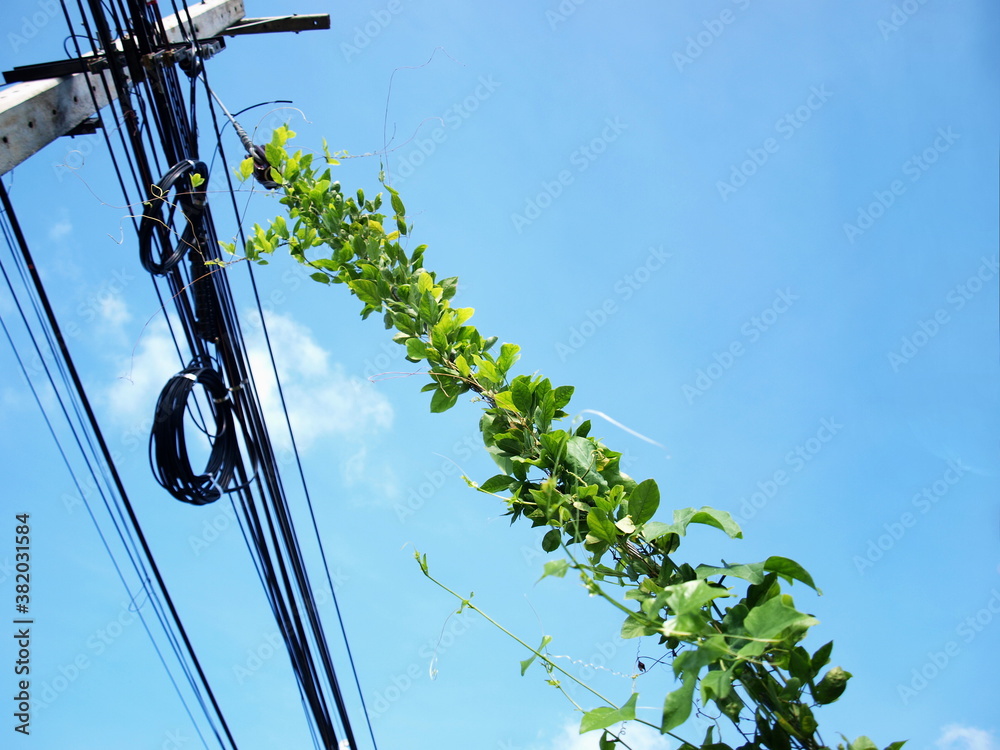 Vines grow on Guywire. Green plants grow on the tension wires of the ...