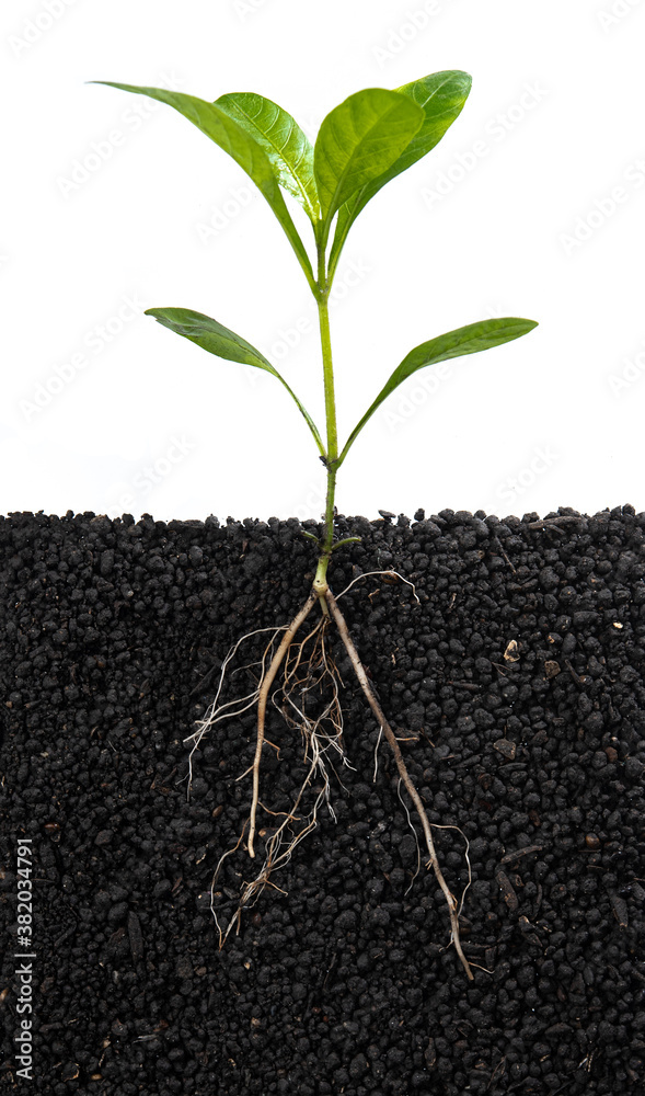 Green sprout growing out from soil with underground root visible ...