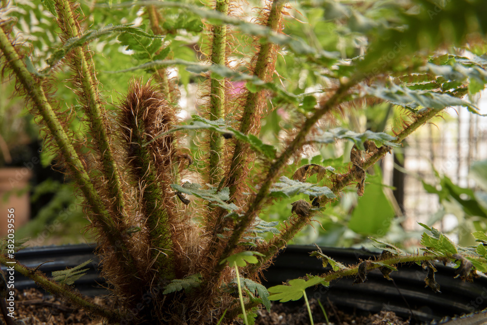 Flora. Closeup view of a Cyathea cooperi fern, also known as Tree Fern ...
