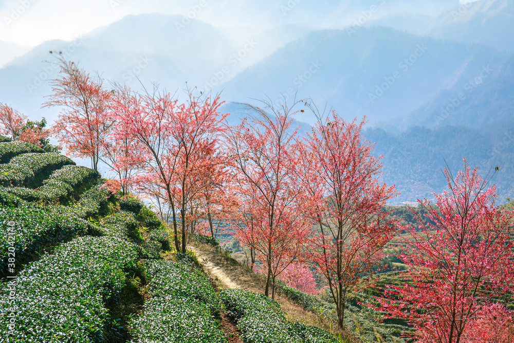 Beautiful cherry flowers bloom( Mai Anh Dao in Vietnamese) in tea hill ...