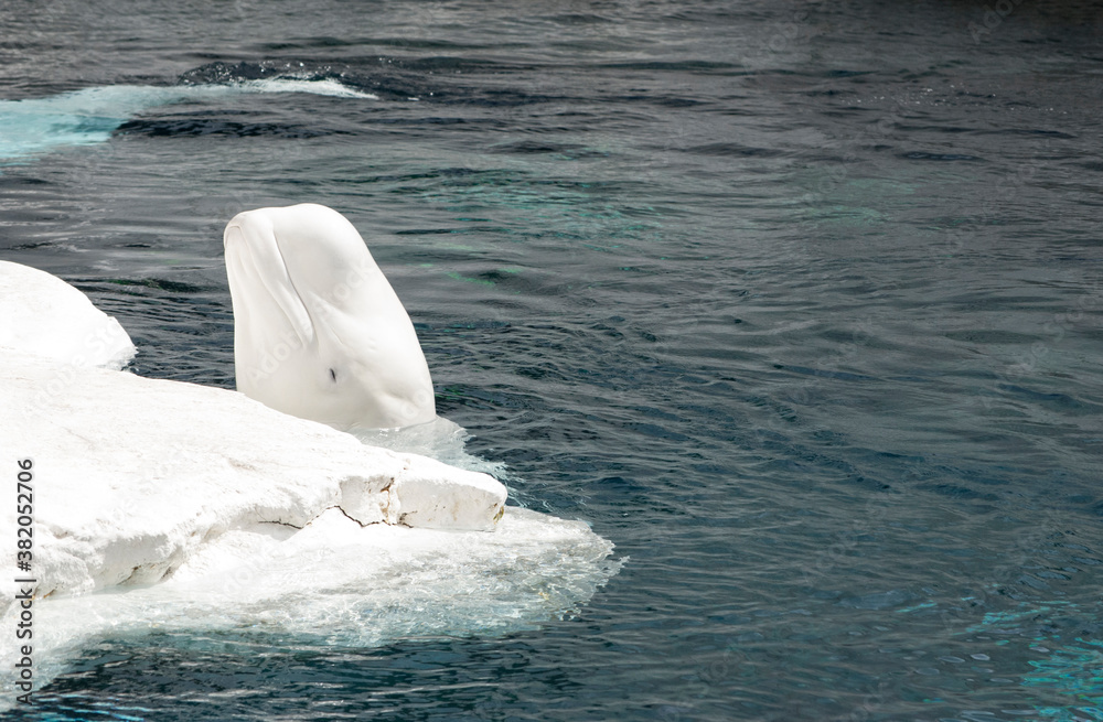 Beluga whale with head sticking out of water and eyes closed Stock ...