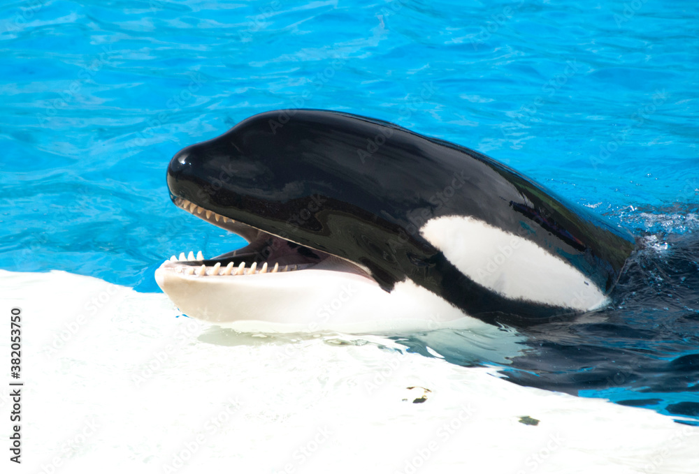 Killer whale with its mouth open showing sharp teeth with blue water ...