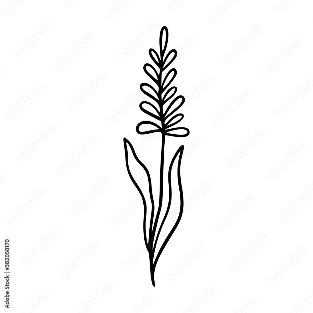 Lavender outline hand drawn element. Herbs doodle botanical icon ...