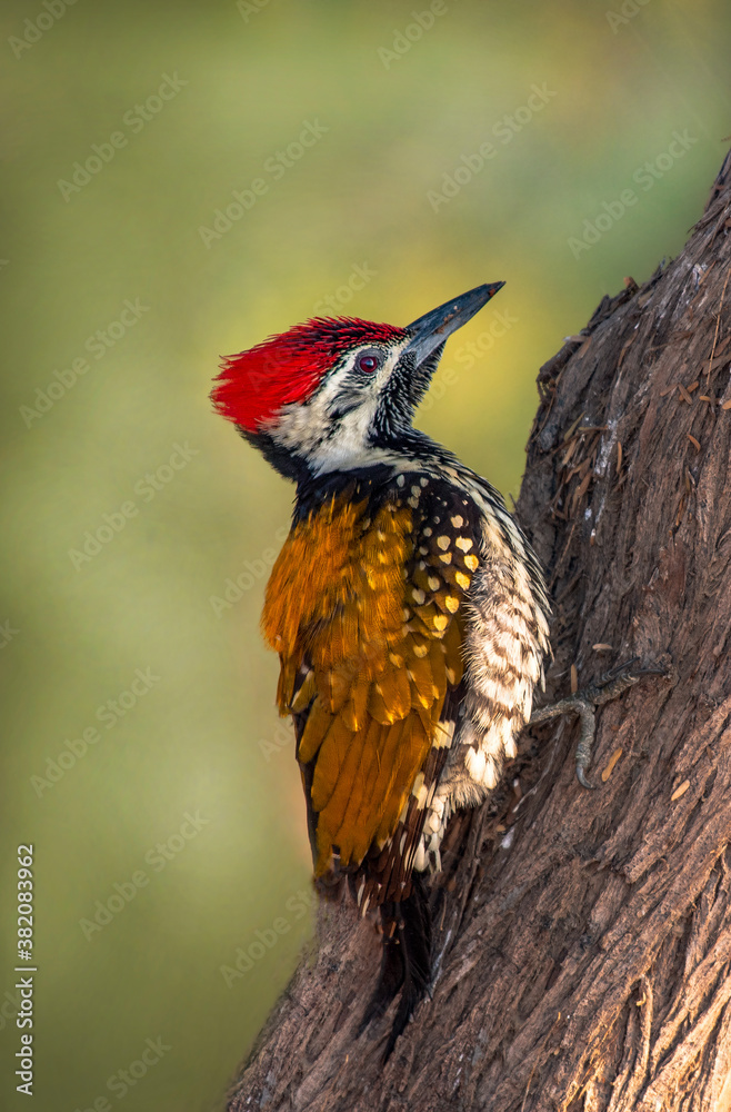The black-rumped flameback, also known as the lesser golden-backed ...