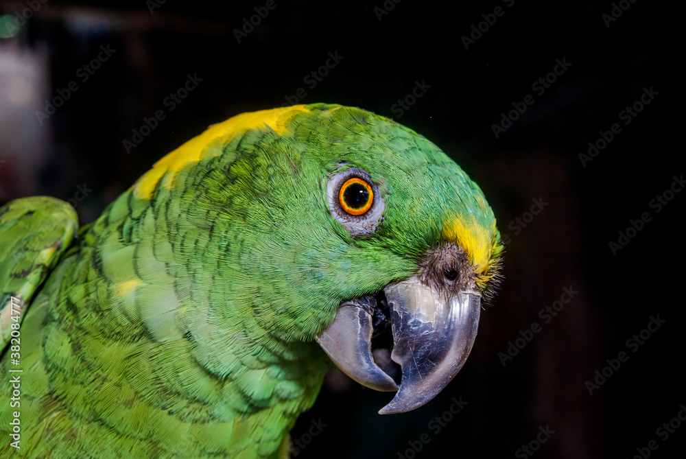 Yellow-naped Parrot (Amazona auropalliata) in aviary, Nicaragua Stock ...