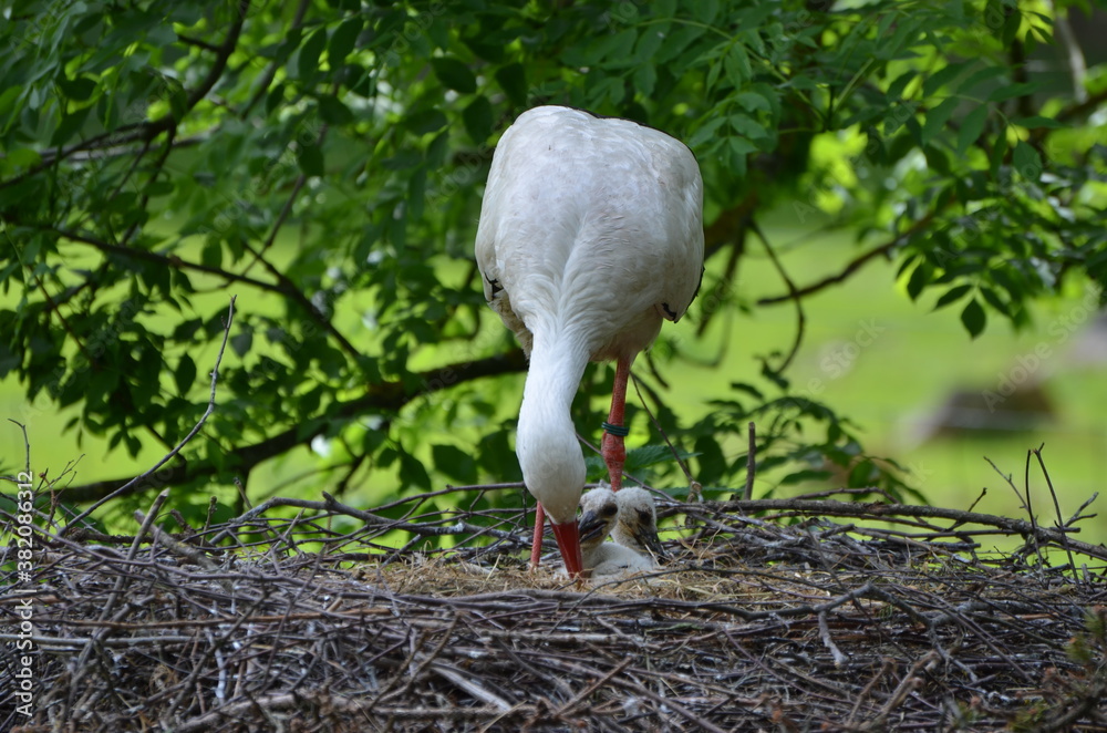 A stork feeds its baby storks in its nest with green leaves and meadows ...