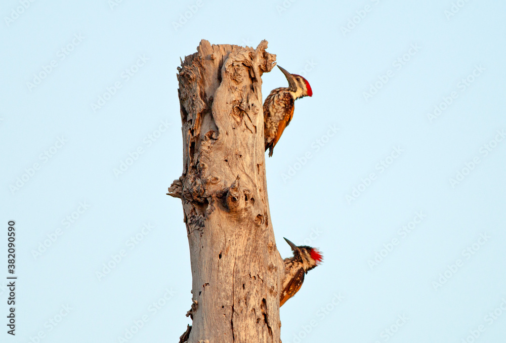 The black-rumped flameback, also known as the lesser golden-backed ...