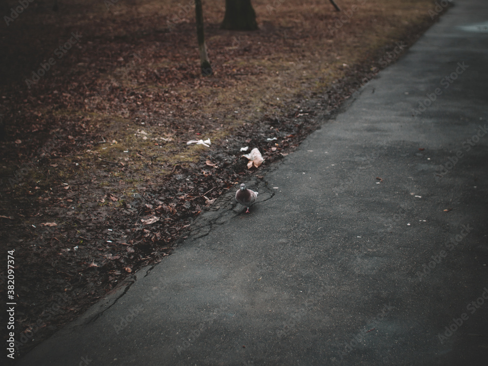 paved walkway in the littered park Stock Photo | Adobe Stock