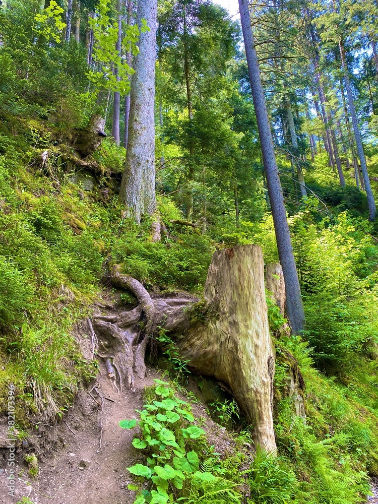 Baumstamm Stock Photo | Adobe Stock