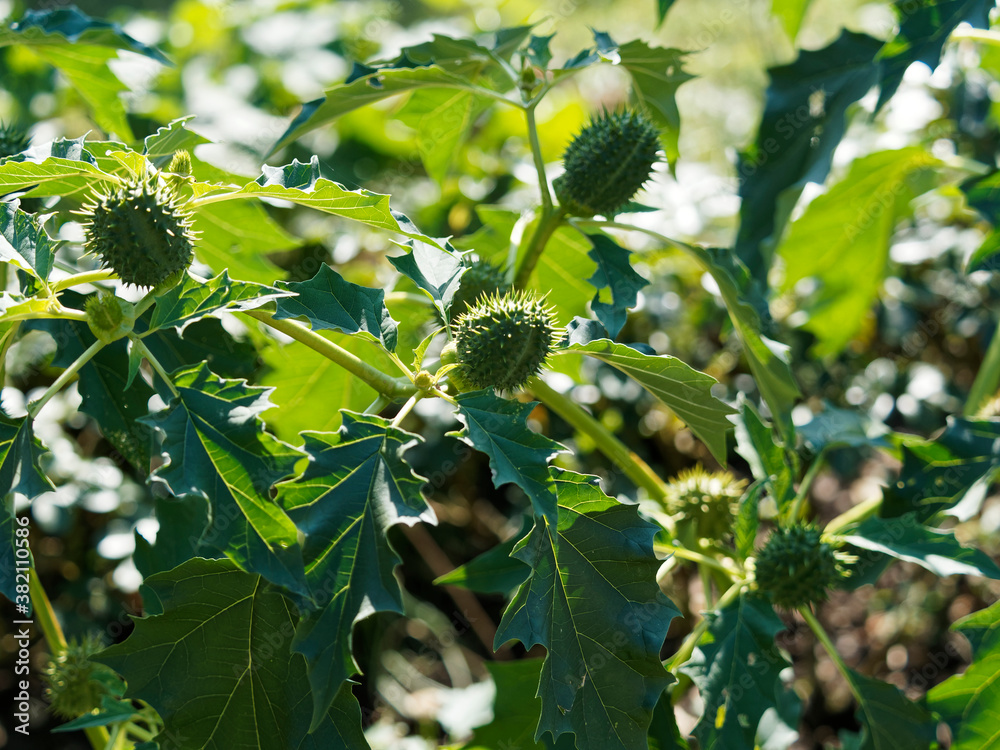 (Datura stramonium) Datura officinal ou stramoine aux fruits épineux ...