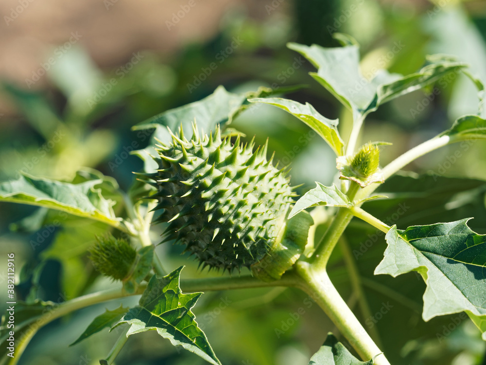 (Datura stramonium) Capsule aux longues épines, fruit ovoïde de ...