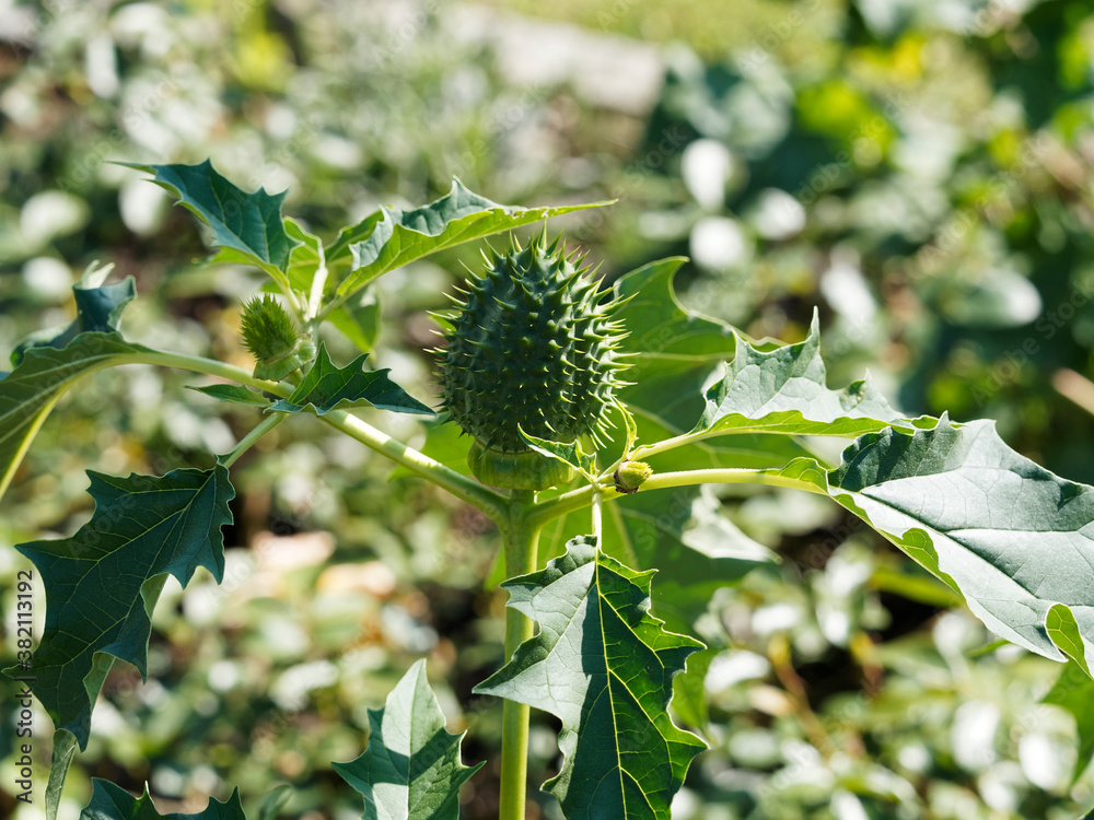 (Datura stramonium) Capsule aux longues épines, fruit ovoïde de ...