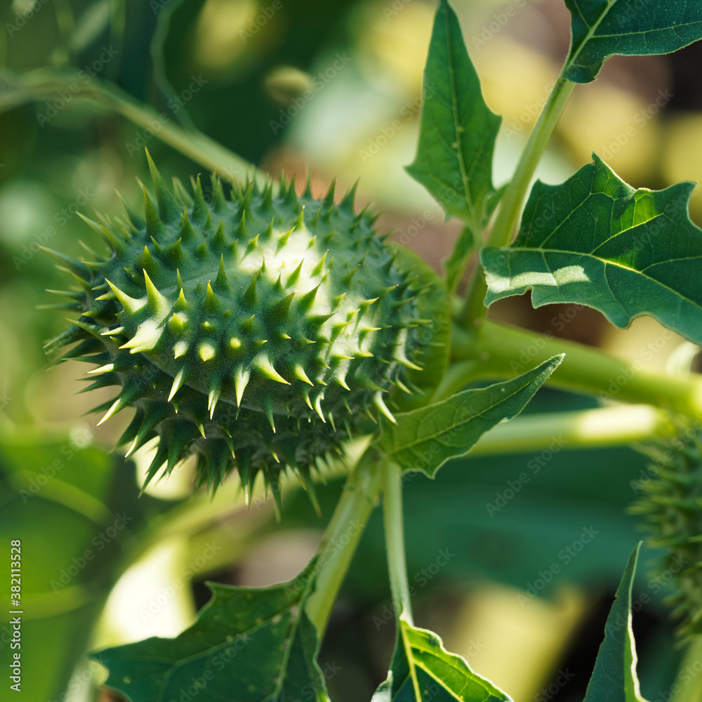 (Datura stramonium) Capsule aux longues épines, fruit ovoïde de ...