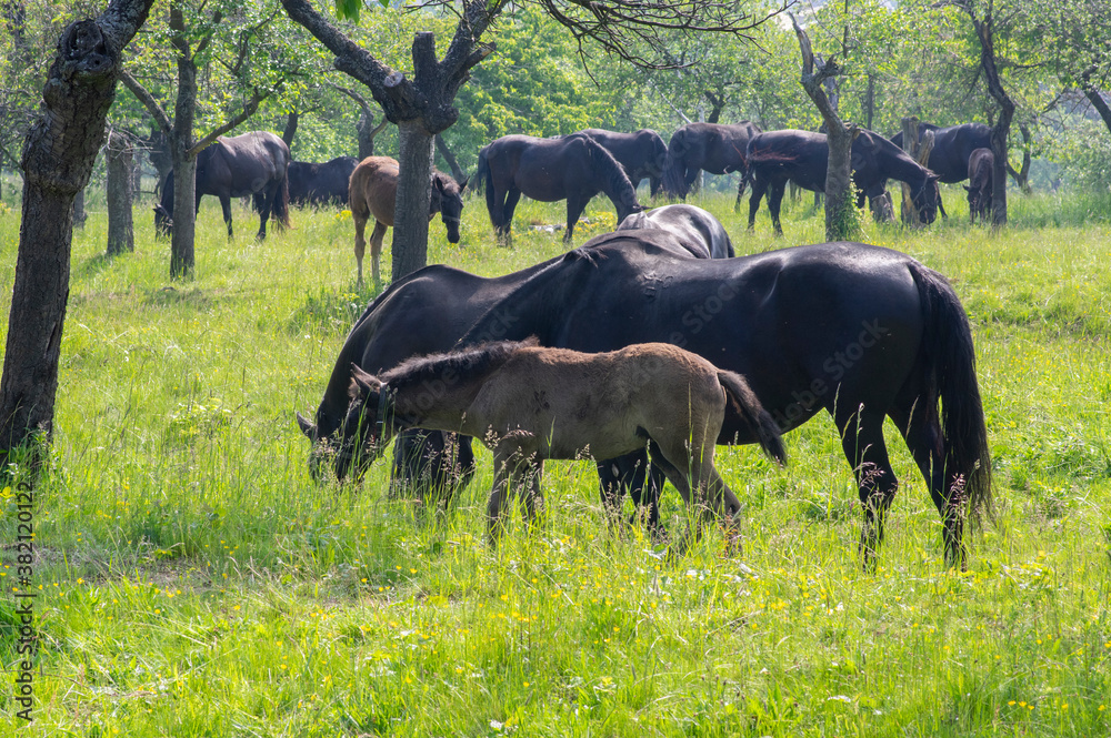 Dark old kladruby horses on pasture on meadow with trees, young baby ...