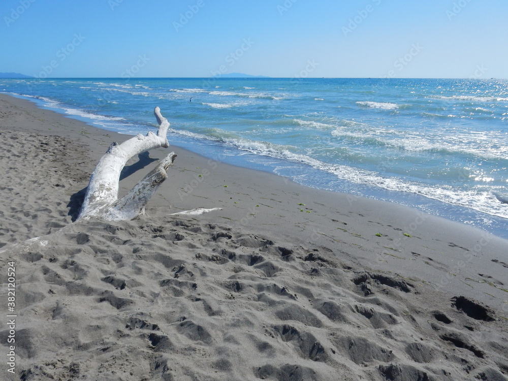 the beach at river Ombrone estuary near Principina a Mare with the lone ...