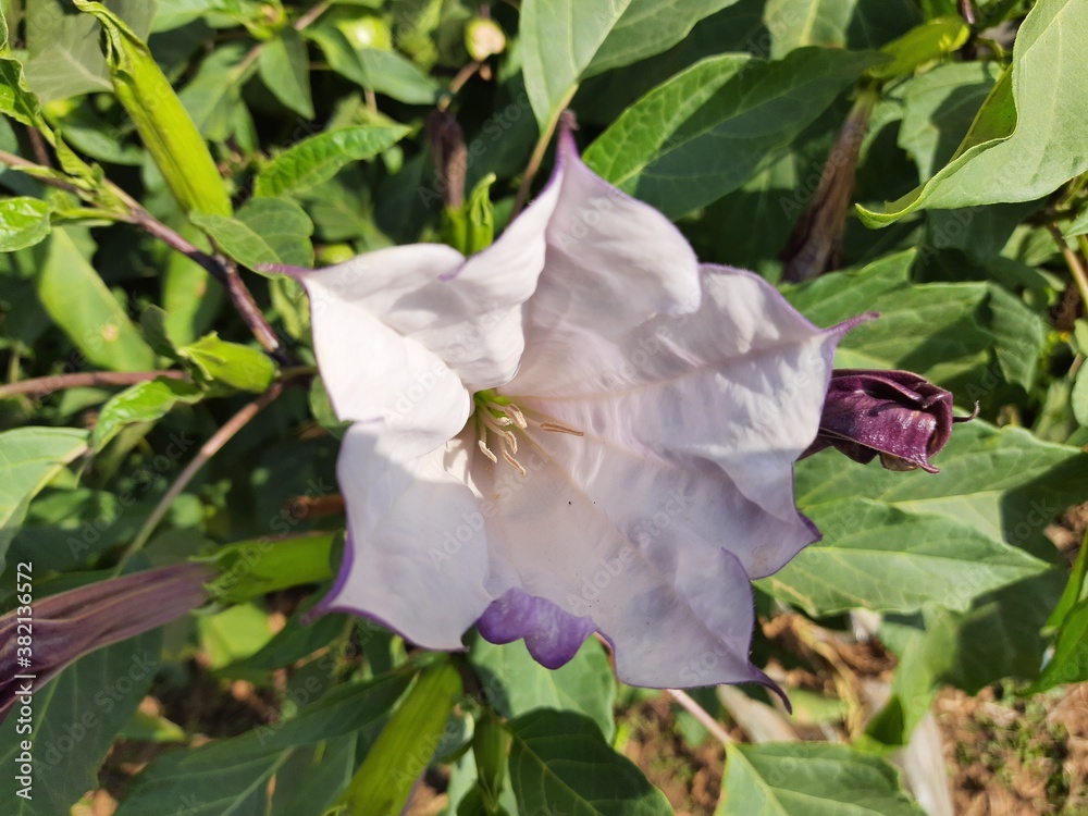 It is a flower of datura. People of Hinduism it to Lord Shiva. It is ...