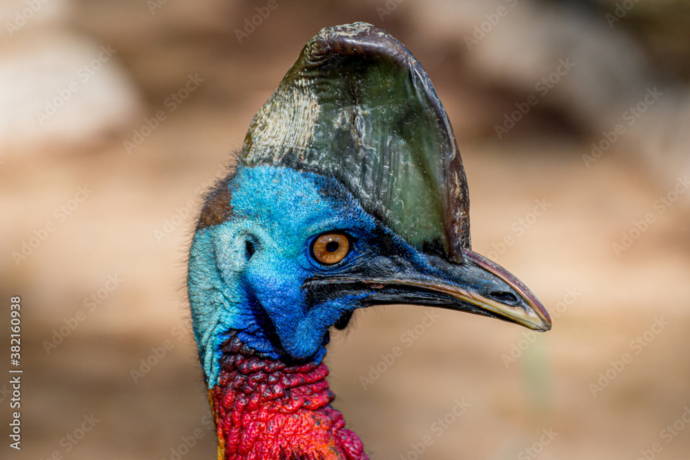 Portrait of a Cassowaries , a type of bird native in the tropical ...