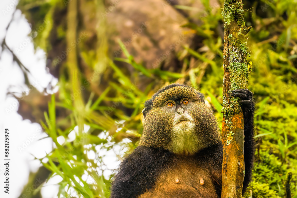 Wild and very rare golden monkey ( Cercopithecus kandti) in the ...