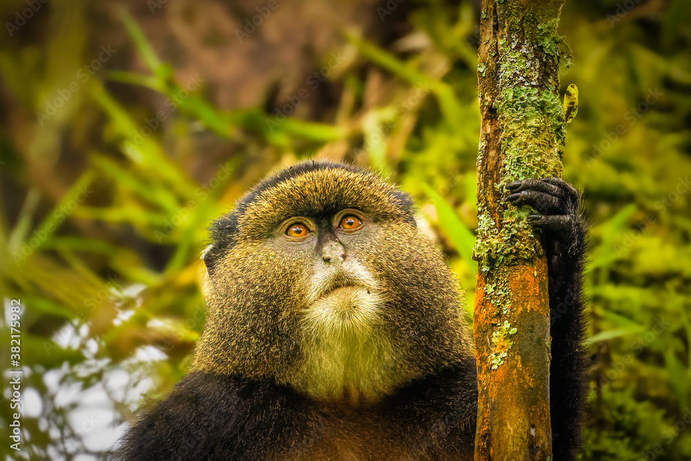 Wild and very rare golden monkey ( Cercopithecus kandti) in the ...