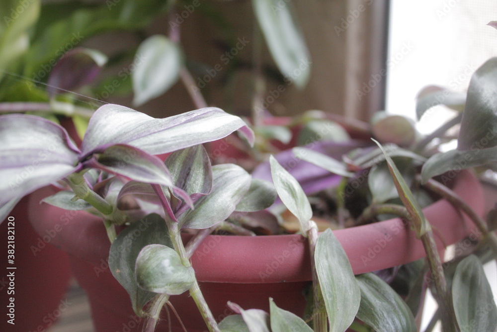 wandering jew plant Stock Photo | Adobe Stock