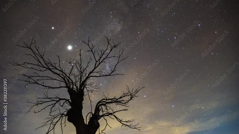 Milky way over a dead tree, Beautiful tree front of the Milky Way ...