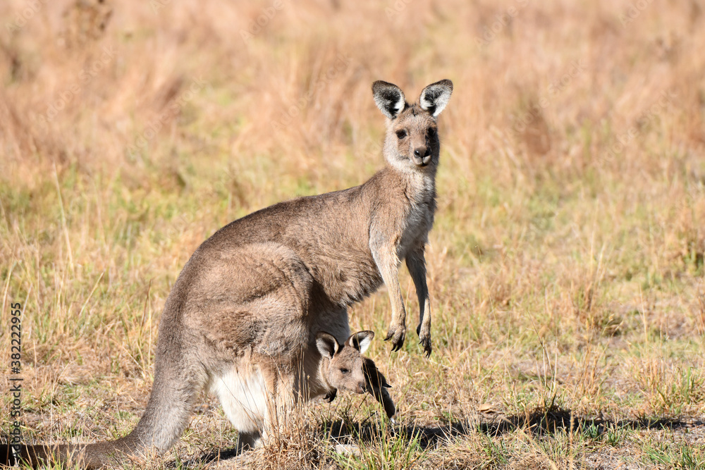 Eastern grey kangaroo at at Westerfolds Park near Melbourne, Australia ...