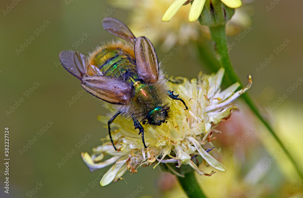 bumble bee scarab beetle // Käfer (Eulasia pareyssei) Stock Photo ...