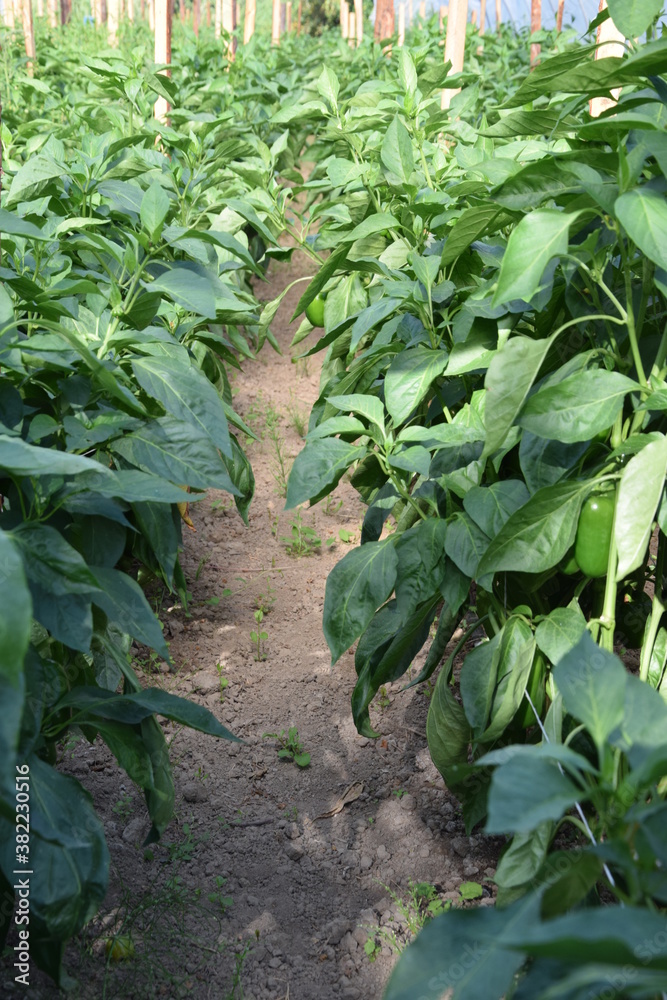 Tunelowa uprawa papryki Stock Photo | Adobe Stock