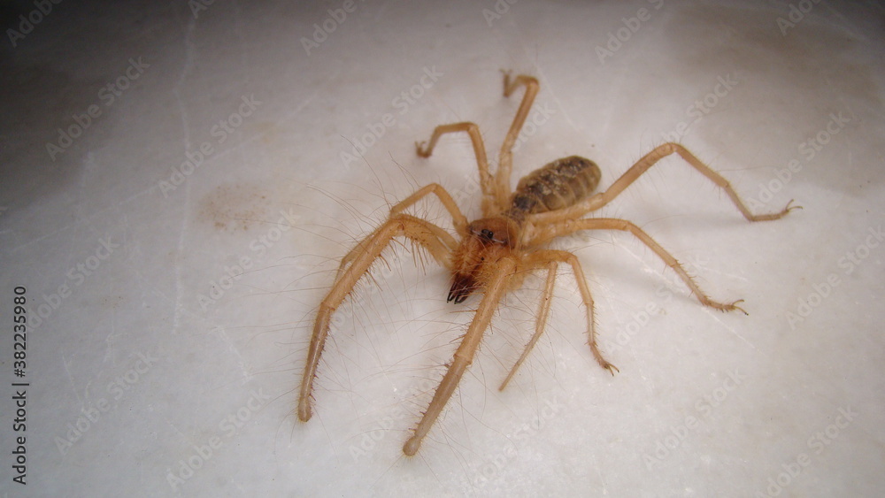 Fotografia do Stock: spider Close Up camel spider isolated on white ...