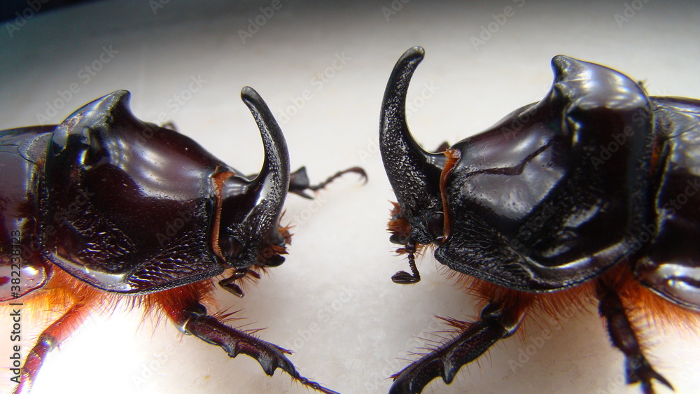 Rhinoceros beetle, Rhino beetle, Fighting beetle European rhinoceros ...