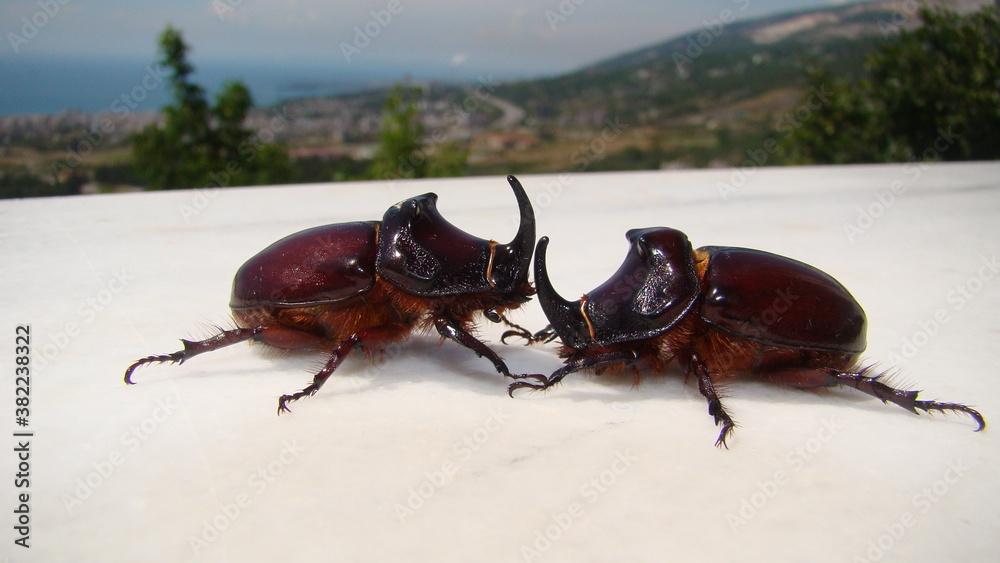 Rhinoceros beetle, Rhino beetle, Fighting beetle European rhinoceros ...