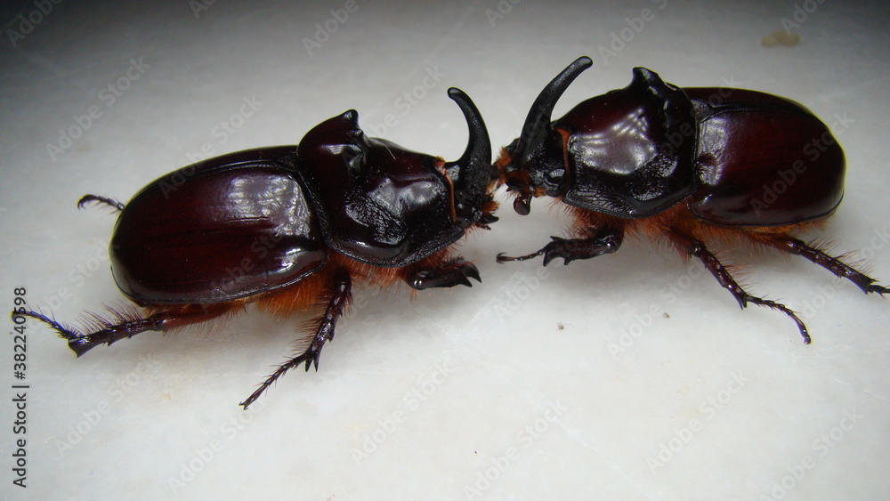 Rhinoceros beetle, Rhino beetle, Fighting beetle European rhinoceros ...
