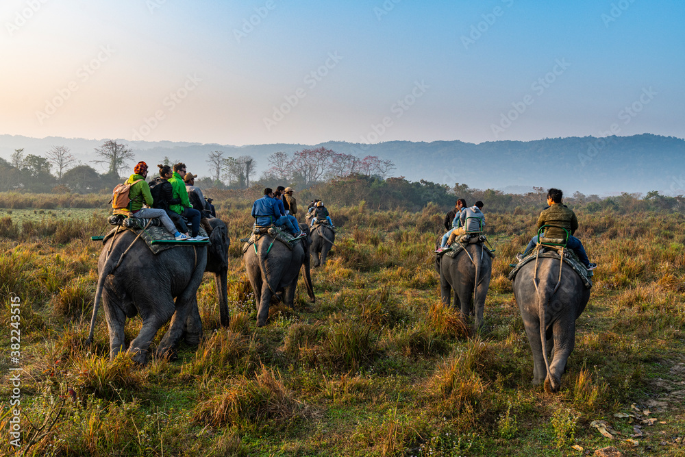 Early morning elephant ride on elephants through the elephant grass ...