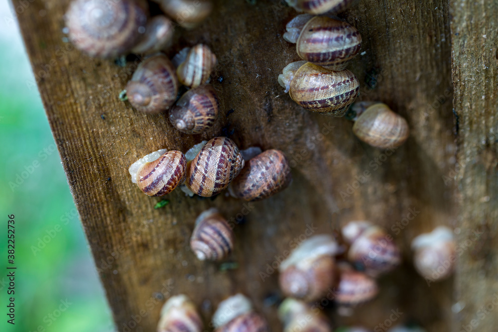 Foto de Snail farm. Industrial cultivation of edible mollusks of the ...