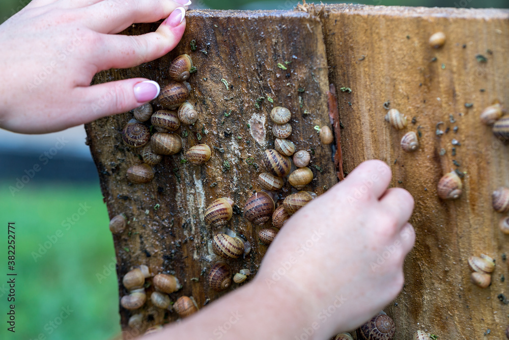 Snail farm. Industrial cultivation of edible mollusks of the species ...