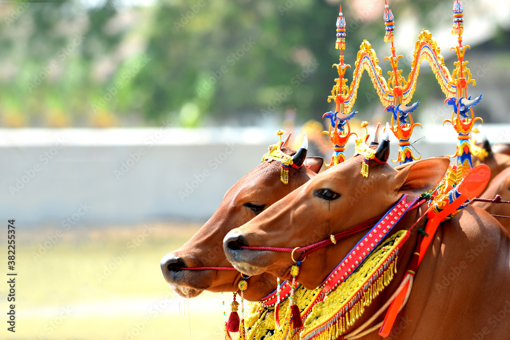 Sonok cattle, a beautiful cattle contest in Madura, Indonesia. Is part ...